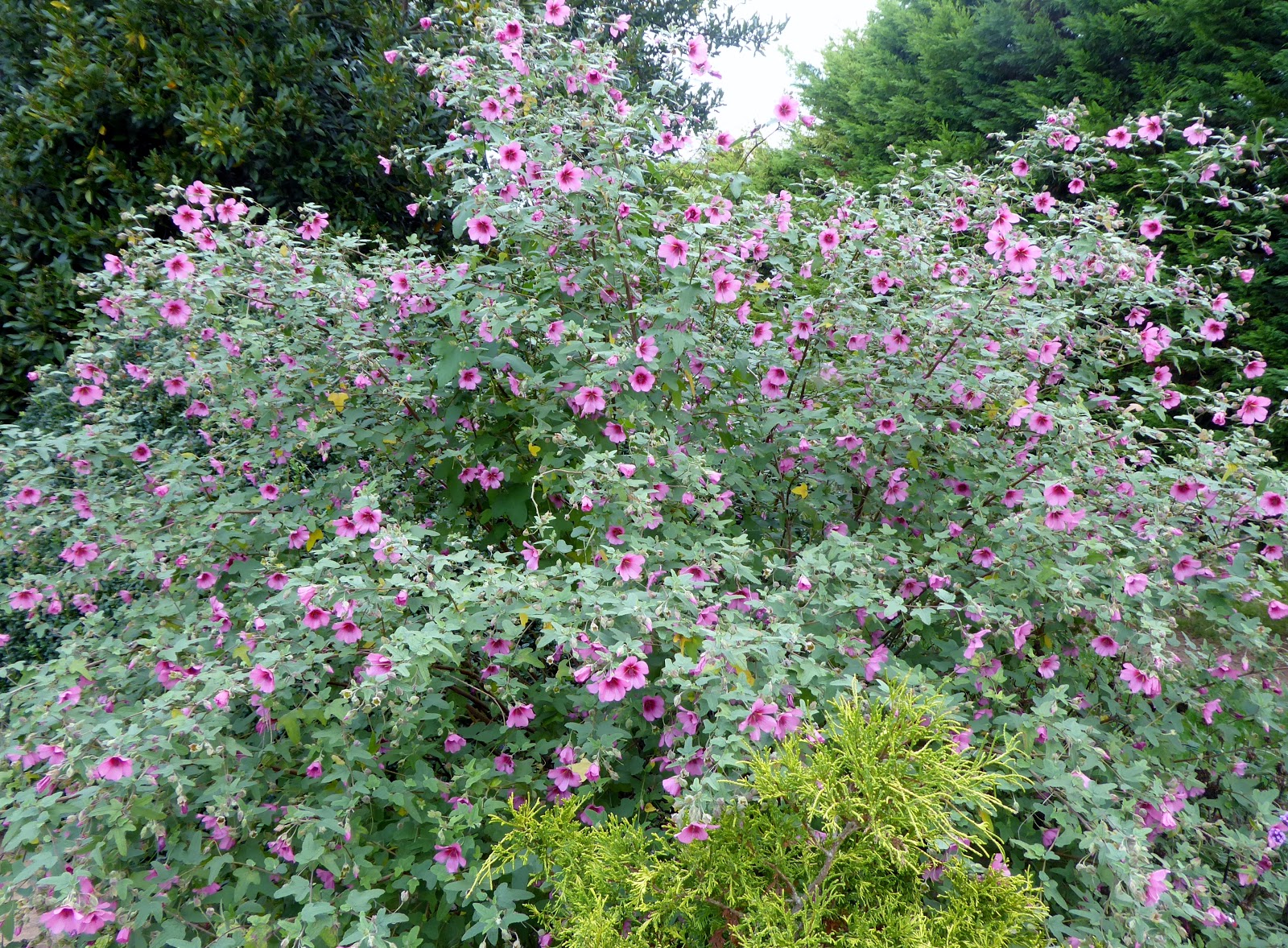 Le blog de Parcs et Jardins de L'Oise: Un arbuste exceptionnel