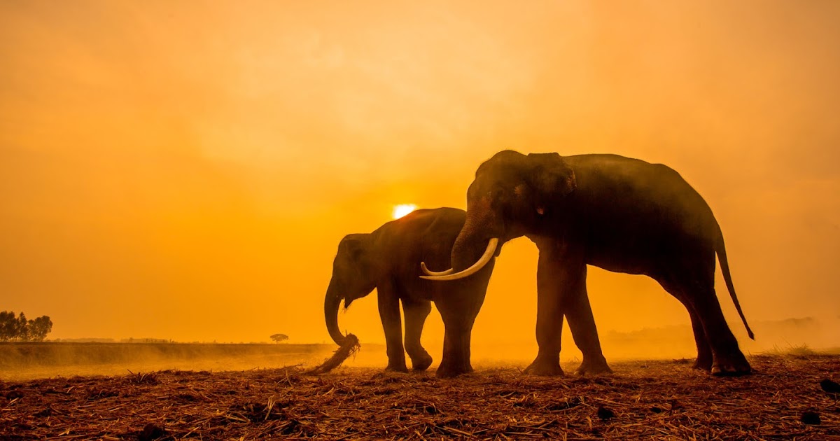 The Holiday and Travel Magazine: Saving elephants from starving during ...