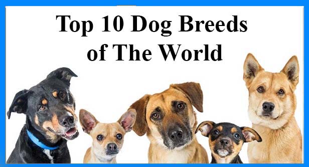 What Is The Number One Dog Breed