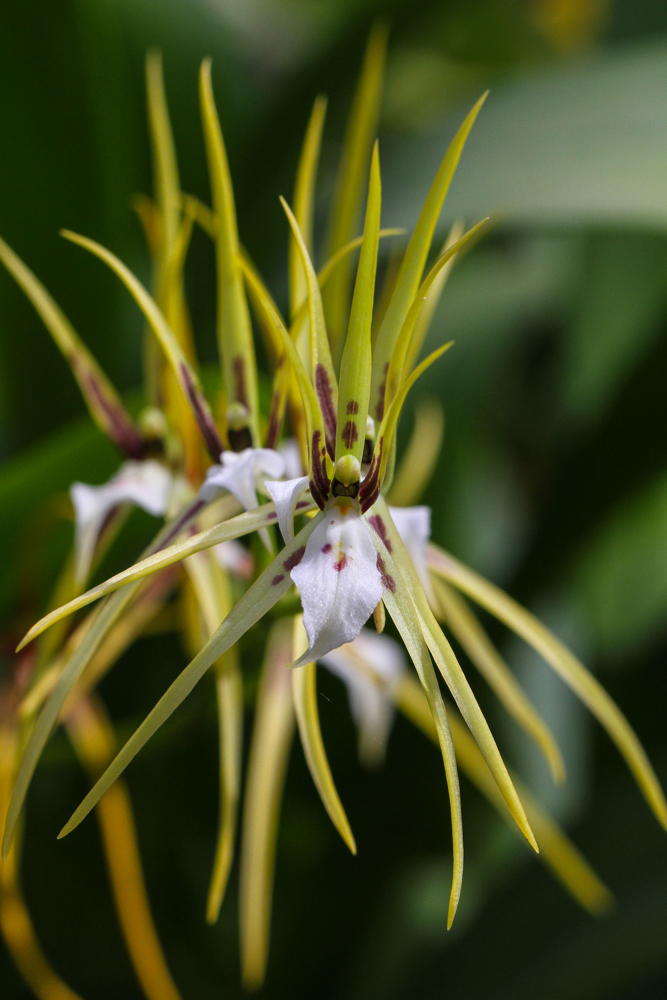 Brassia signata - The Marked Brassia care and culture | Travaldo's blog