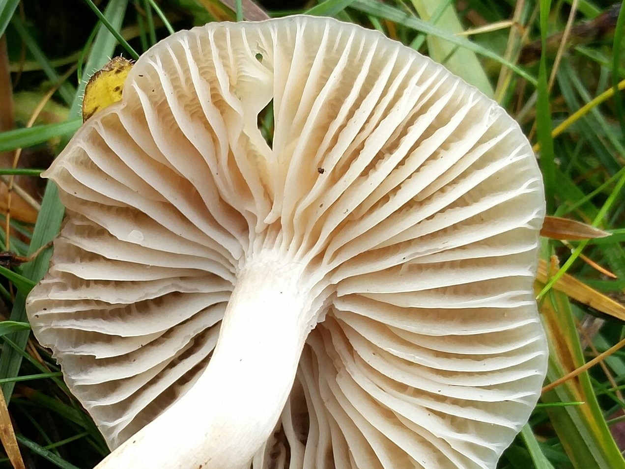 Misidentifying Fungi: March 2020