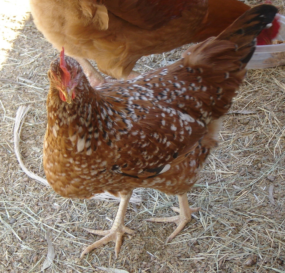 Aloha Chickens: Let's Get Hatching! (Again)