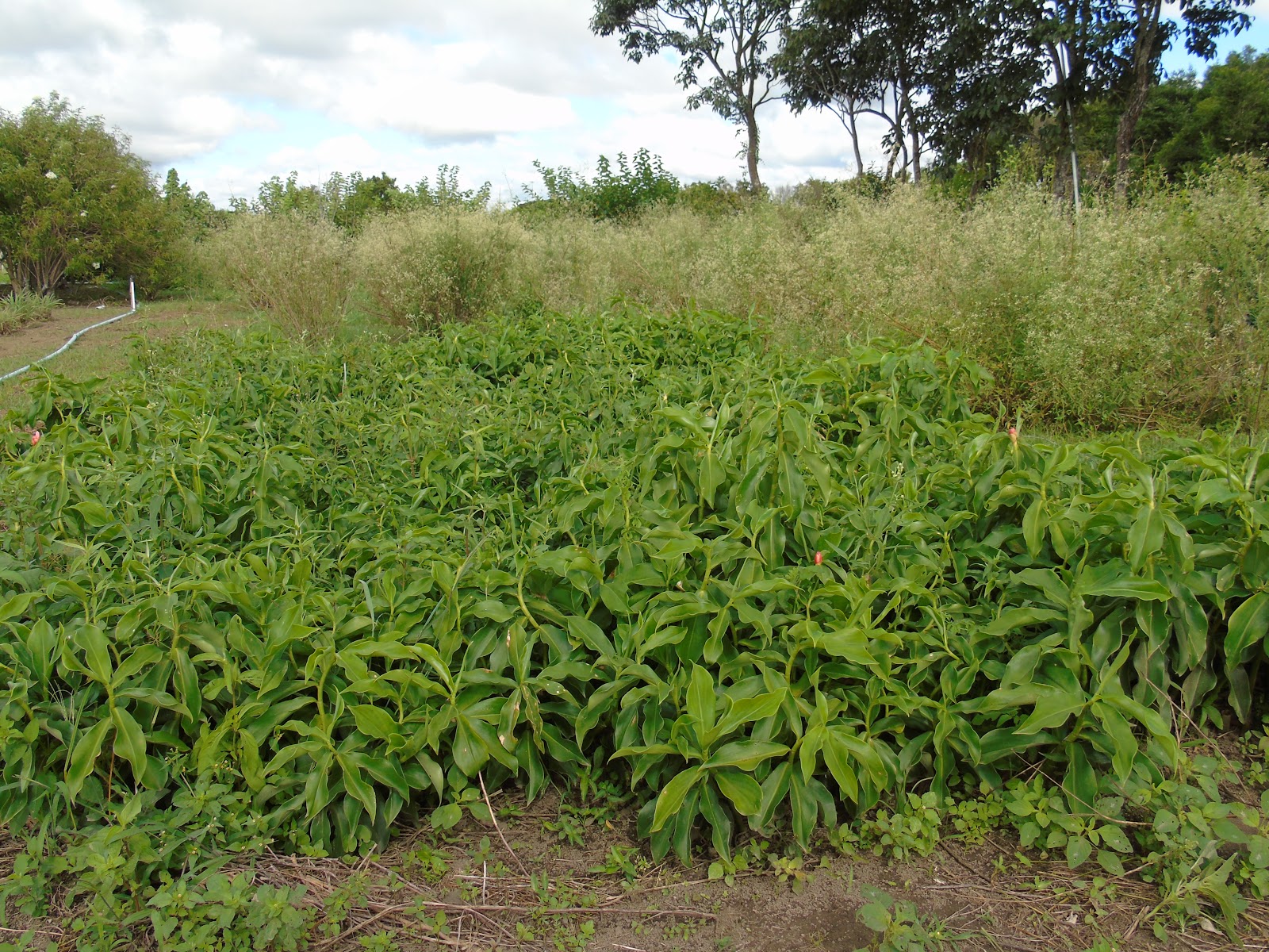 Cana-do-brejo [Costus spiralis (Jacq.) Roscoe] | A planta da vez