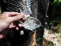 RIMBAWAN USU 2013 HUT 4A: MANFAAT EKONOMI YANG DIPEROLEH DARI POHON ...