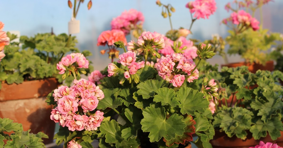 Lìga's pelargoniums.: 'Anita'