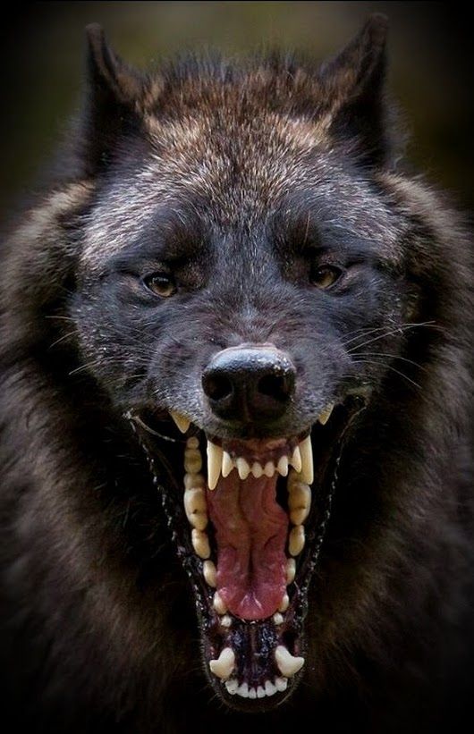 Lone Star Parson: A Ferocious Wolf!