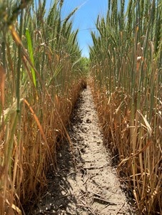 Heat stress on small grains