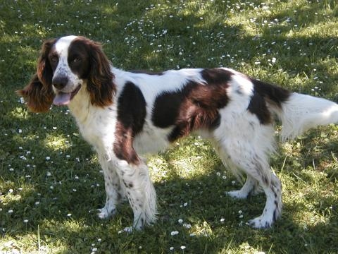 Spaniel Francês ~ Cachorro New - Cachorros, Cães, Comportamento, Dicas ...