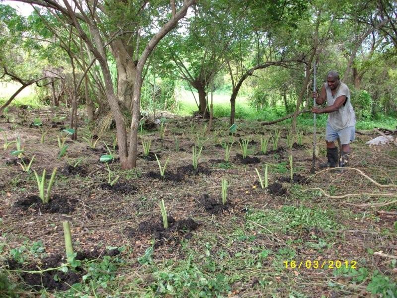 Naciriyawa - our farm in Fiji: we now have a dalo plantation as well...
