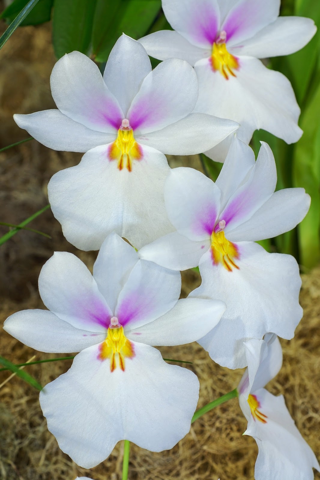 Miltoniopsis - Why so seriours?