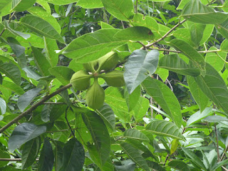 Peanut Tree or Orange Fruited Tree- Naawa Patta | SL Flora
