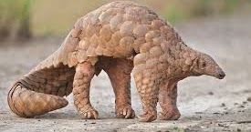 Tom's Tales: Of Finger Nails and Pangolins