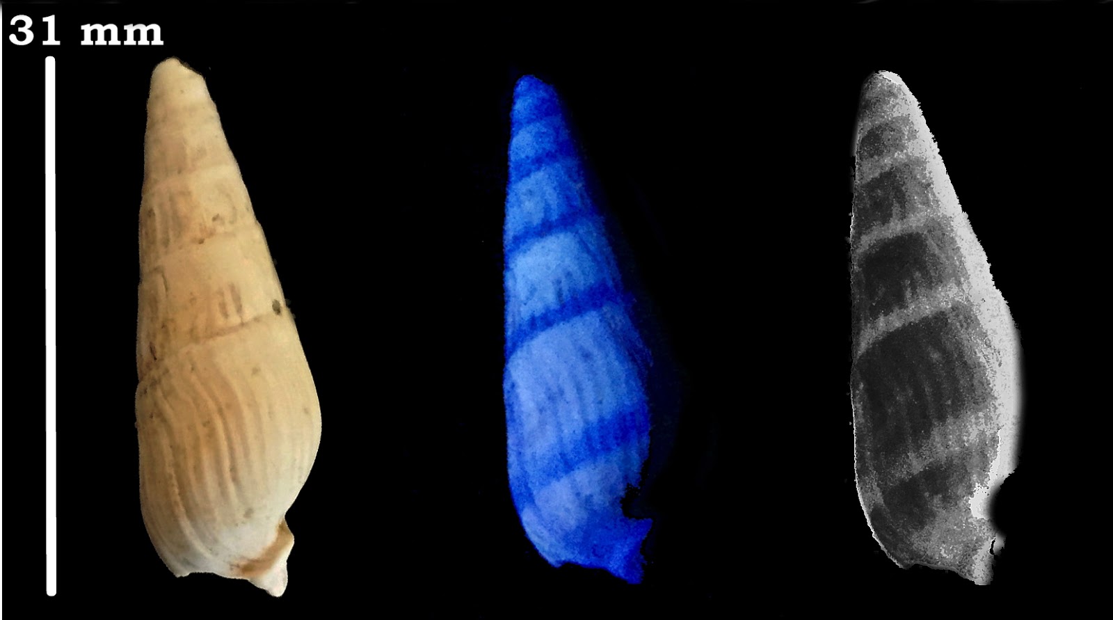 Fossils and Other Living Things: Color Patterns in Fossil Gastropods ...