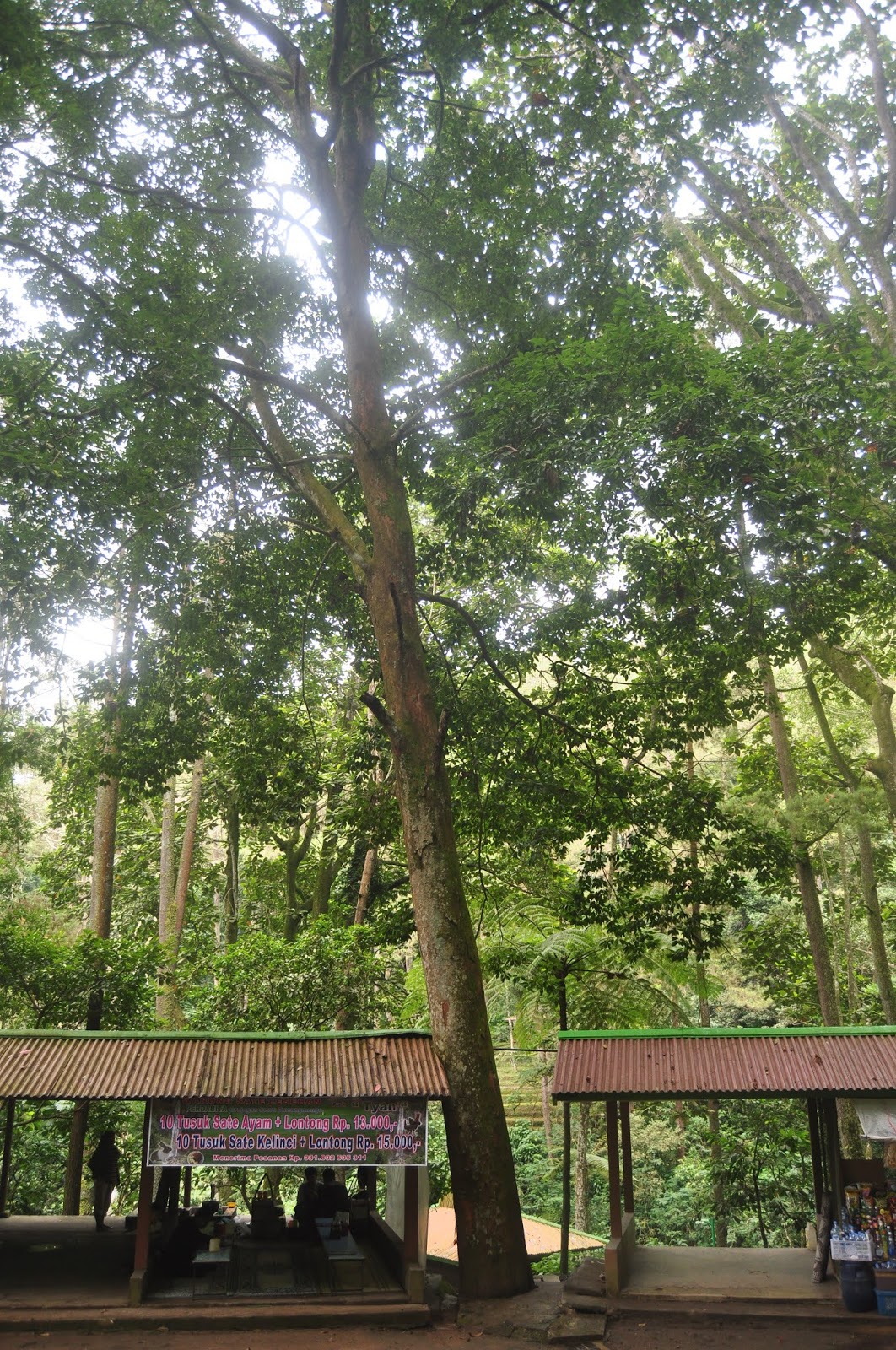 Buah Langka Indonesia: Rasamala (Altingia excelsa Noronha)