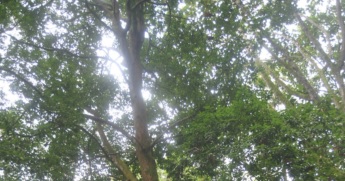 Buah Langka Indonesia: Rasamala (Altingia excelsa Noronha)