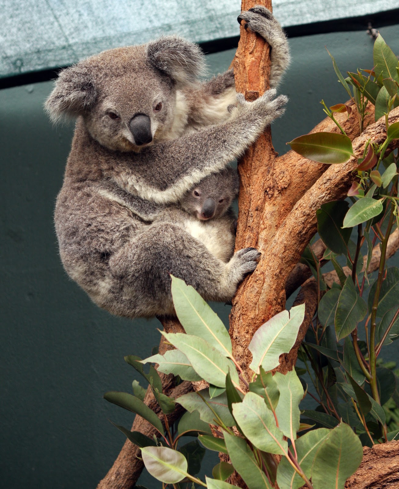 Eva Rinaldi Photography: Sydney Wildlife World welcomes the birth of ...