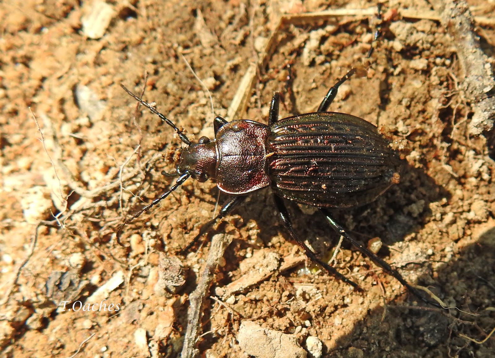 PASARI DIN ROMANIA: INSECTE (1 bis) - continuare