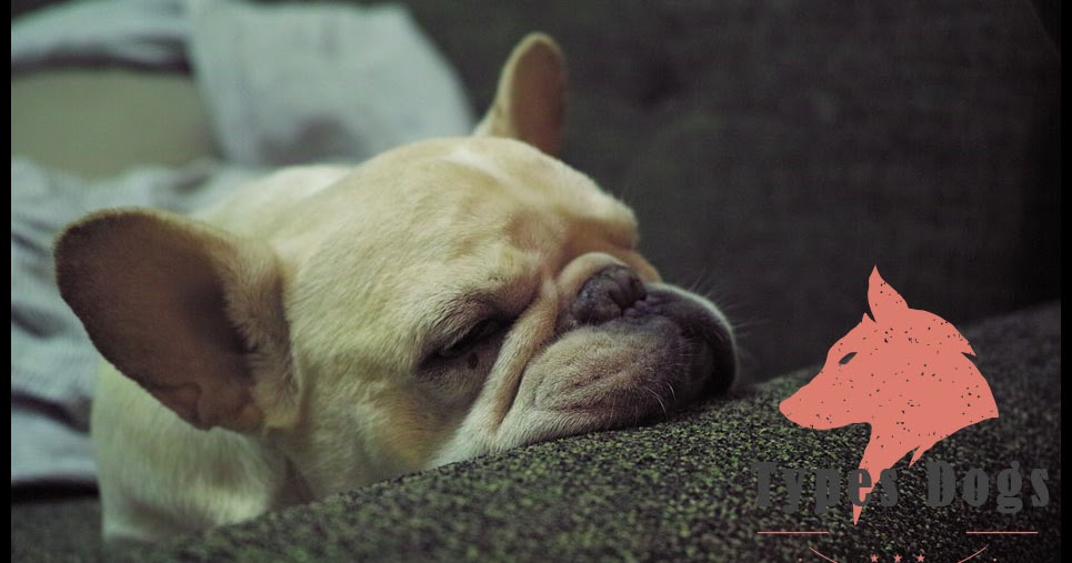 Fart in English Bulldogs