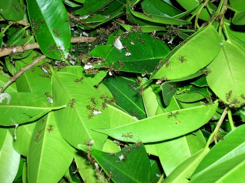 Budidaya Telur Semut Rangrang Kroto ~ Budidaya Semut Rangrang