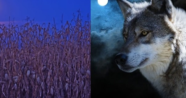 White Wolf : Full Corn Moon: What You Need to Know About September's ...