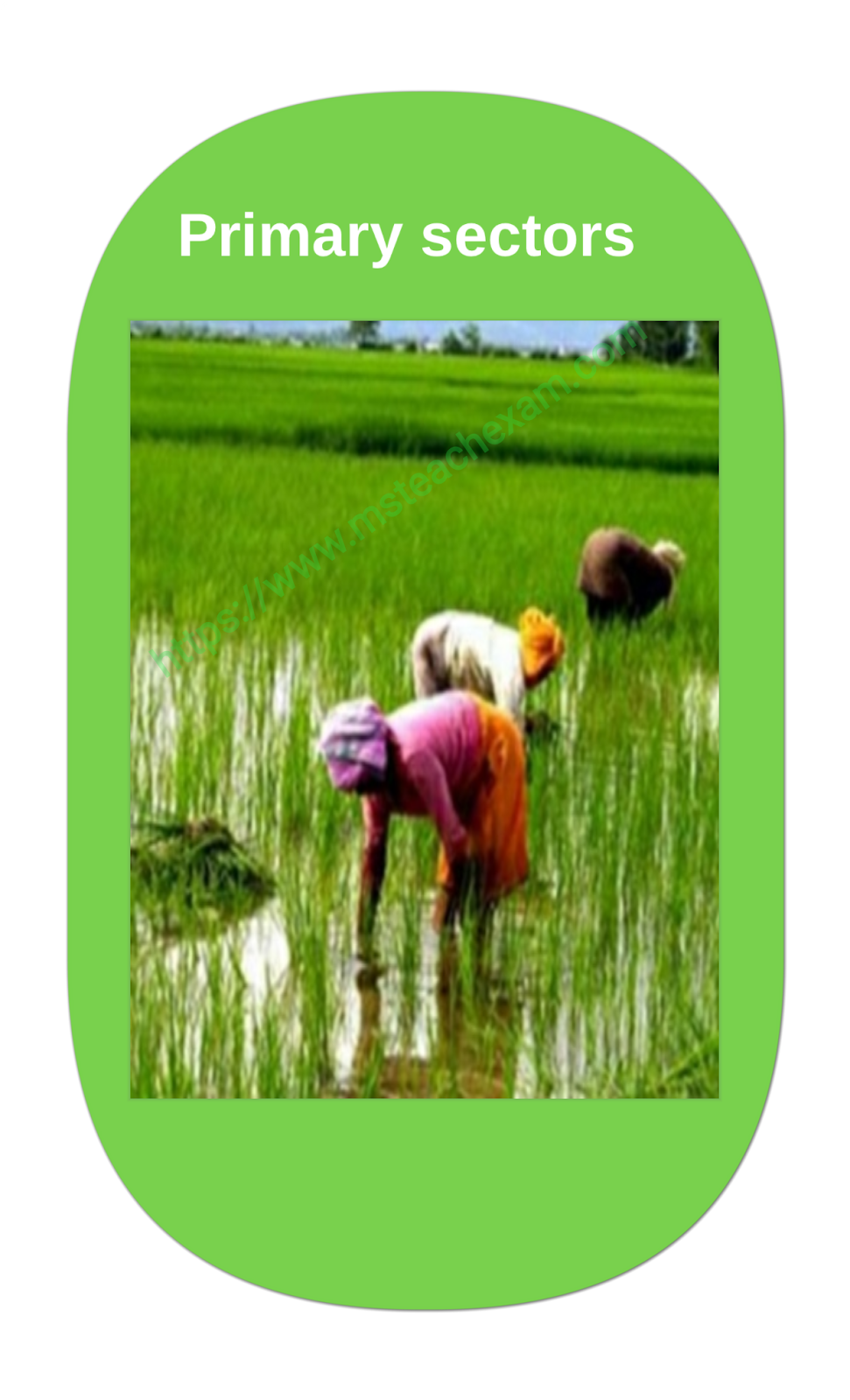 Types Of Primary Sectors