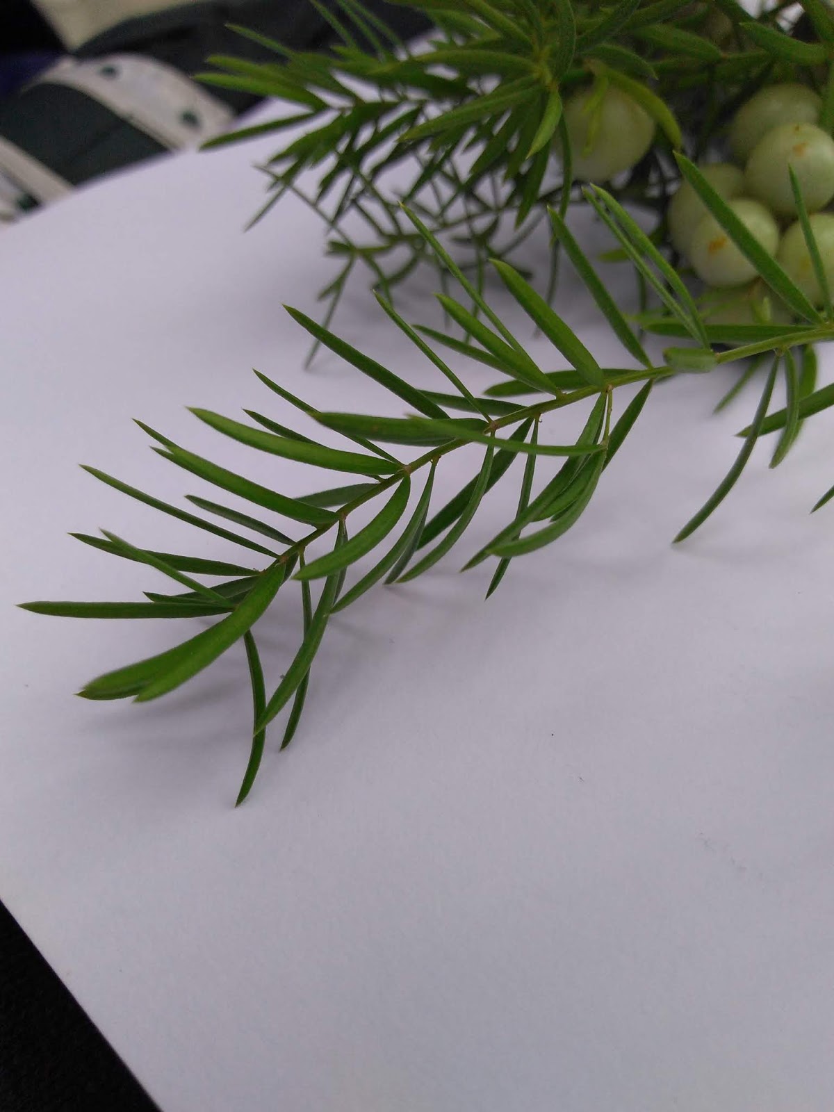 Sistemática Fanerógamas BIO 266 UEFS: Monocotiledôneas 1- Alistamatales ...