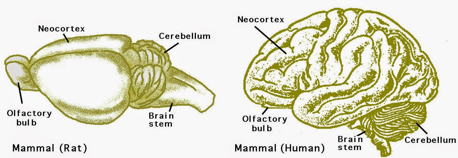 When The Mind Wanders: Investigación animal ¿si o no?