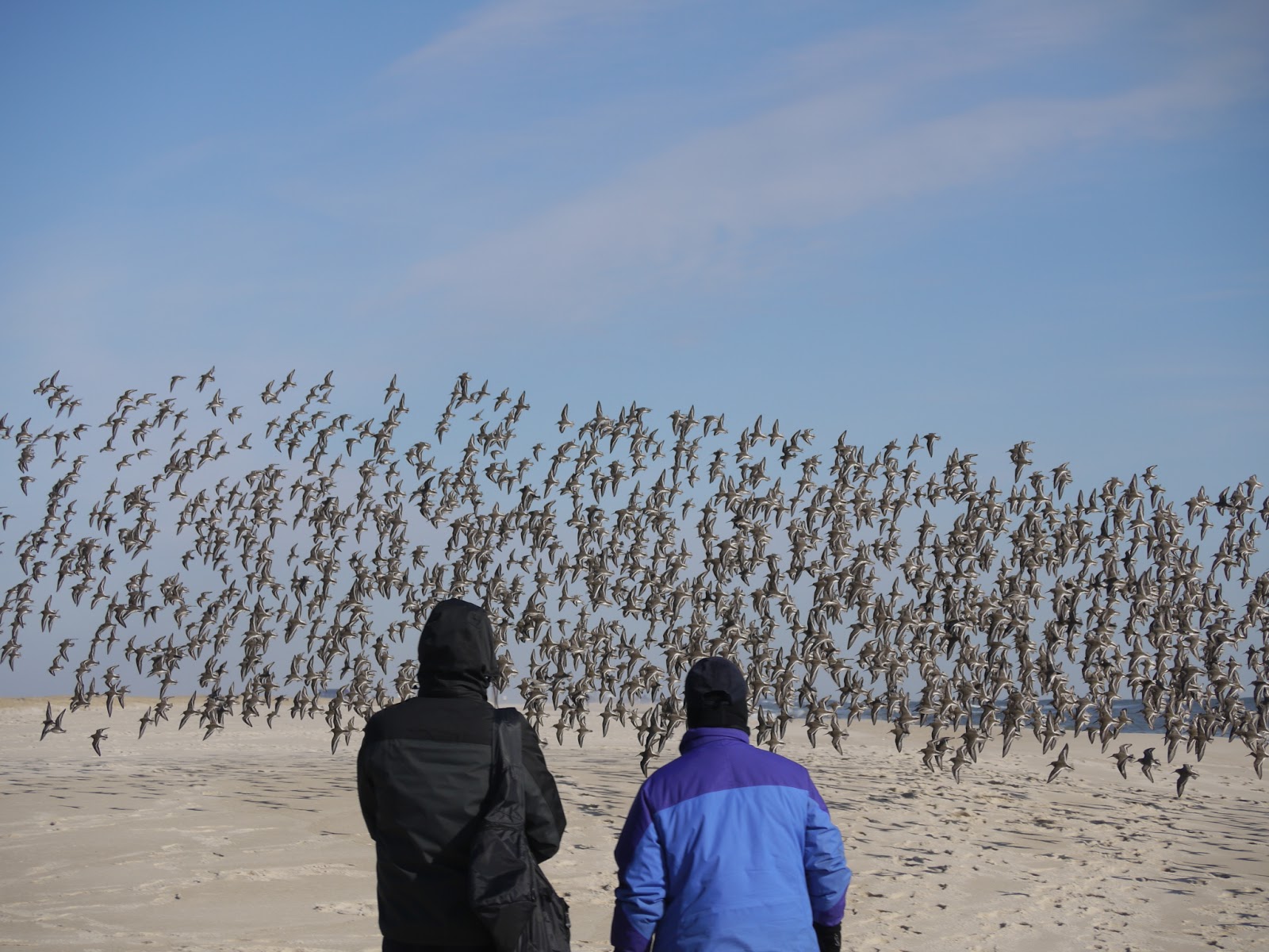 Frogma: Dunlin Murmuration, Jones Beach, 1/26/2019