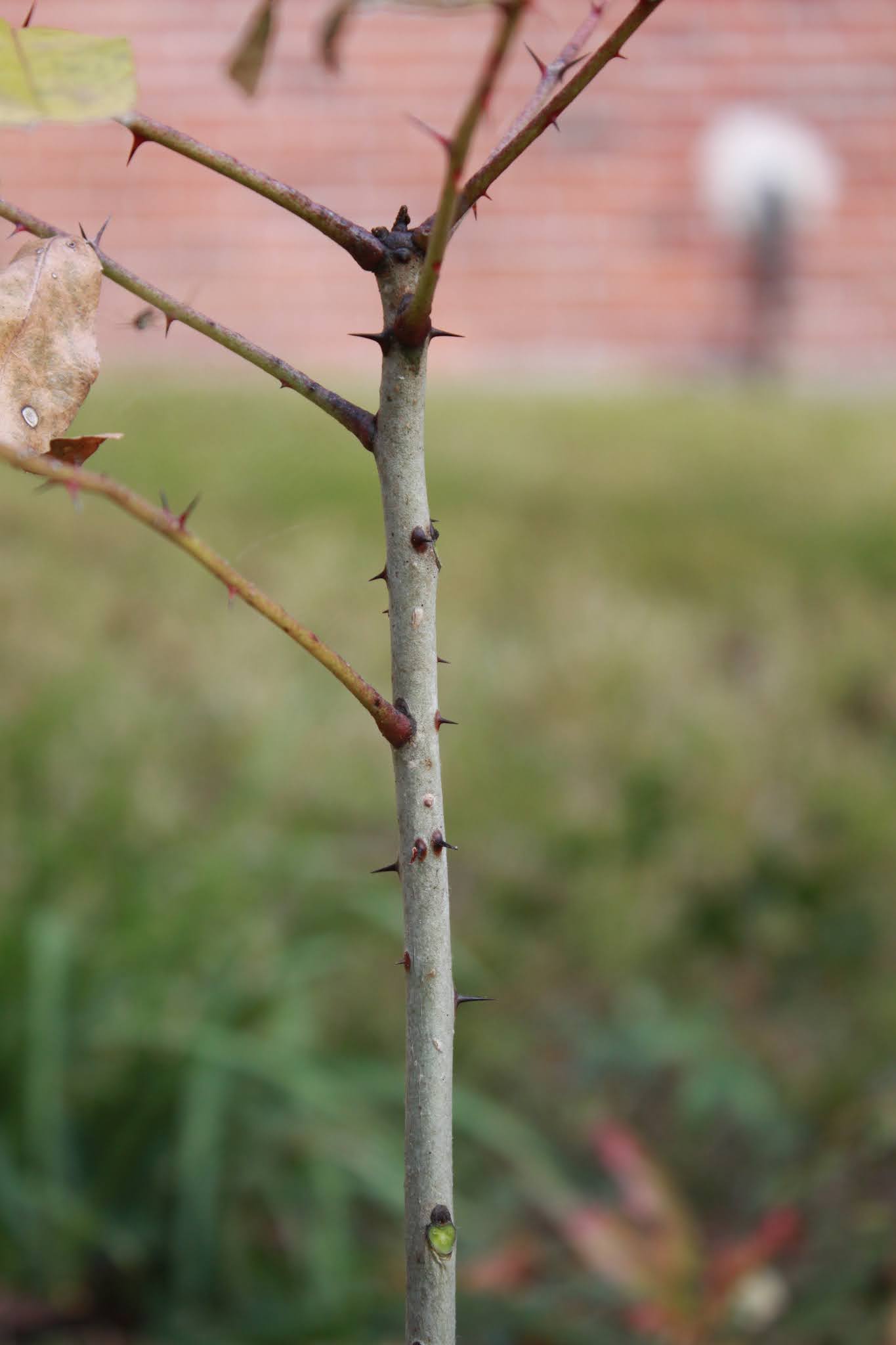 Centenary College Arboretum: Tree of the Week: Toothache Tree ...