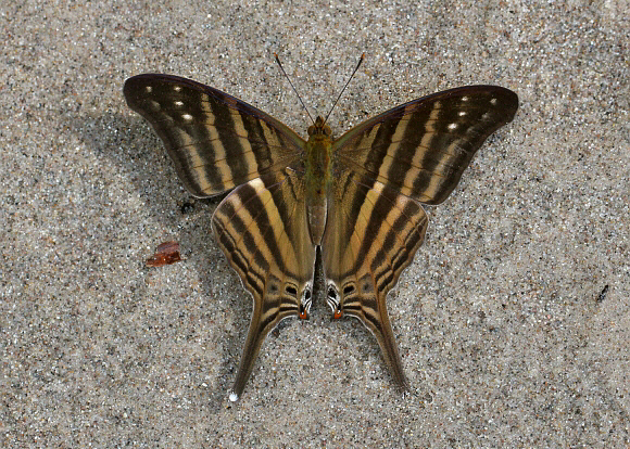 Argentina nativa: Mariposa chirona (Marpesia chiron) Argentina nativa: Mariposa chirona (Marpesia chiron)
