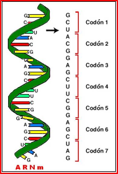 Biología UTP: BIOLOGÍA MOLECULAR