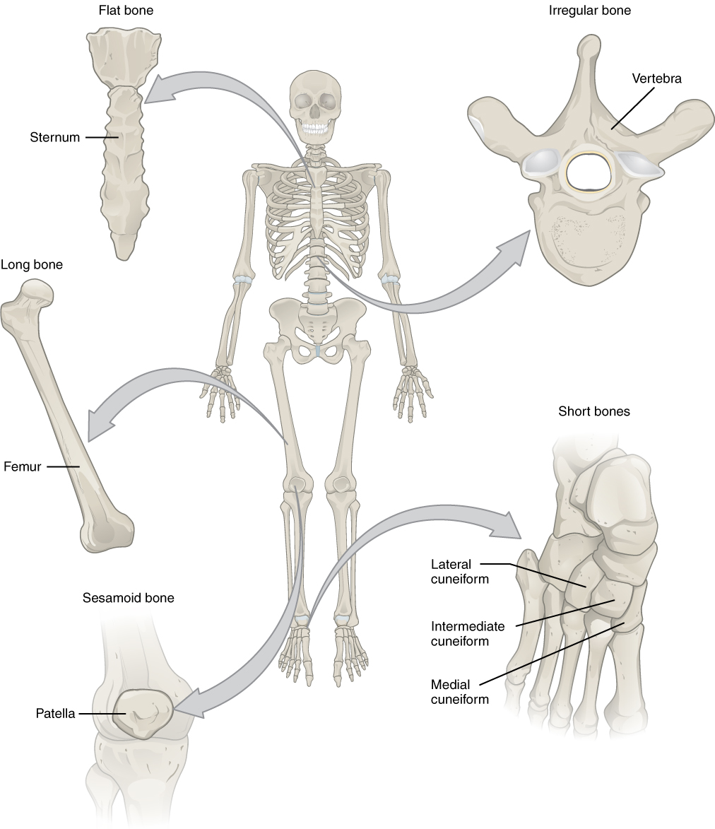 THE SKELETAL SYSTEM