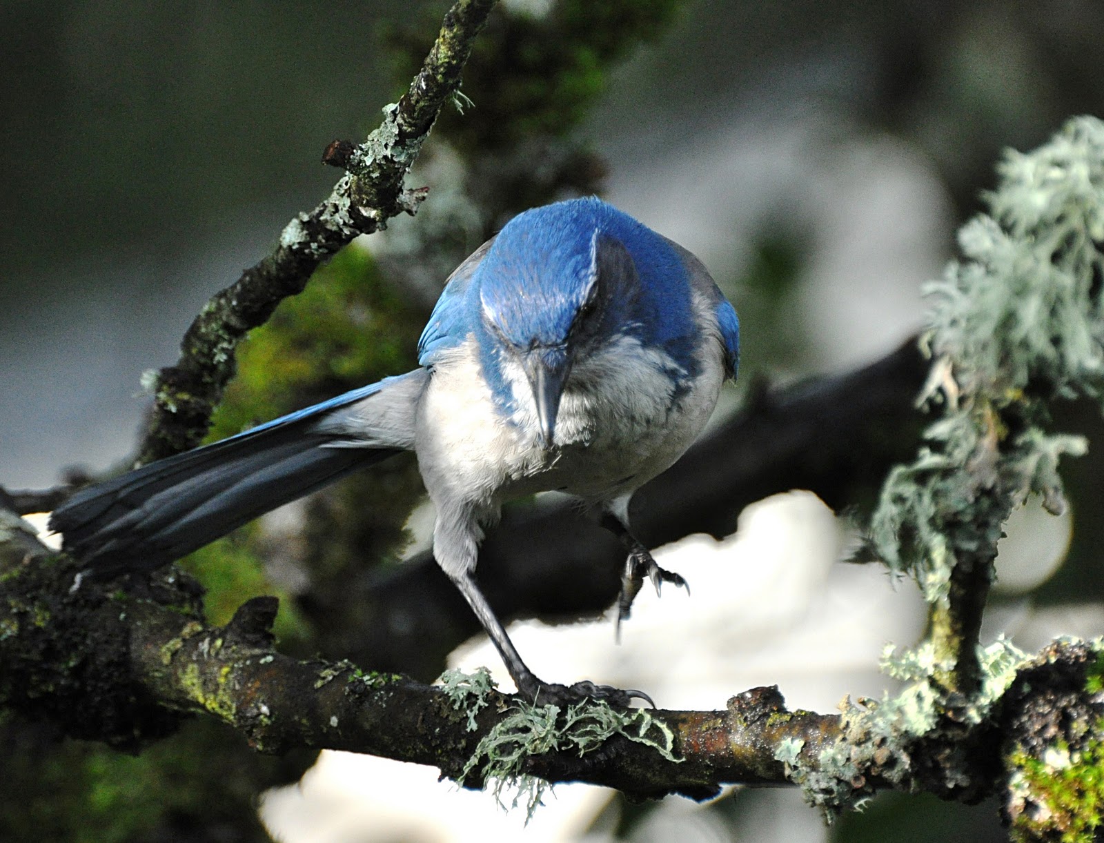 Oregon Backyard Birds, etc.: Scrub Jay