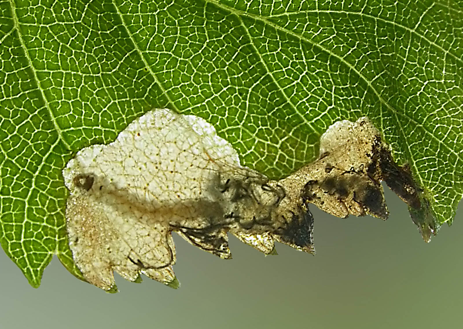 Charlie's moths of Calderdale.: ERIOCRANIIDAE