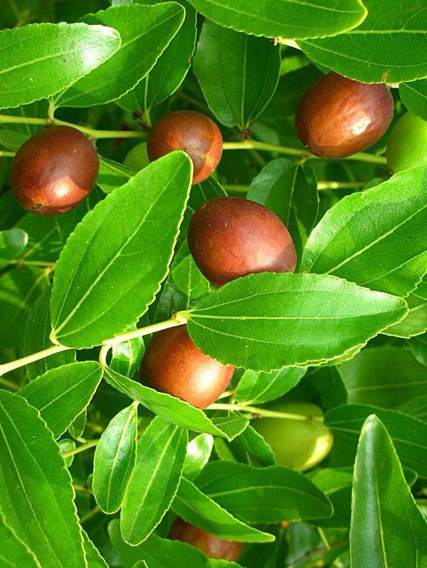 Buy Ber - Elandhai ilai (Leaves) Powder 200Grams (50GrmsX4Packs) Online ...