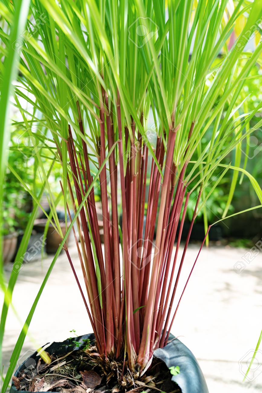 Paku Midin: Top 5 Health Benefits and Uses Citronella (Cymbopogon sp).