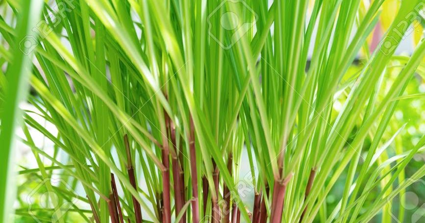 Paku Midin: Top 5 Health Benefits and Uses Citronella (Cymbopogon sp).