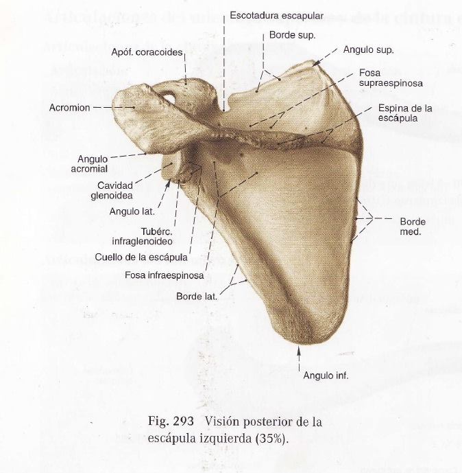 ANATOMIA FUNCIONAL: OSTEOLOGIA- Extremidad Superior - Cintura Escapular ...