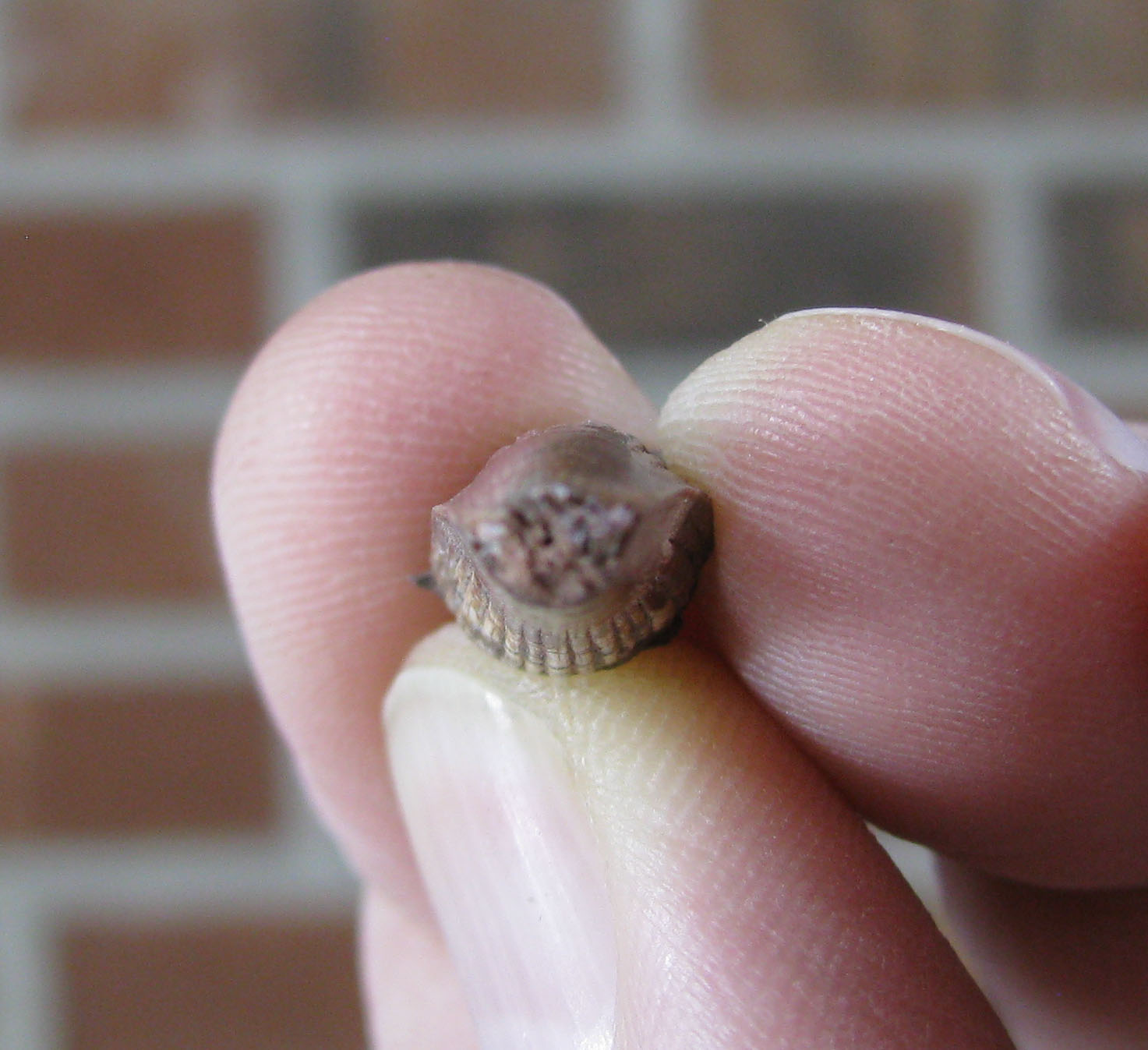 Views of the Mahantango: Hyneria lindae tooth from the Catskill formation