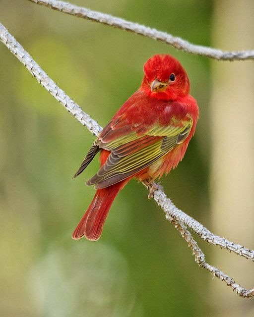 Birds And Animals: Young Summer Tanager by neonflamingos on Flickr
