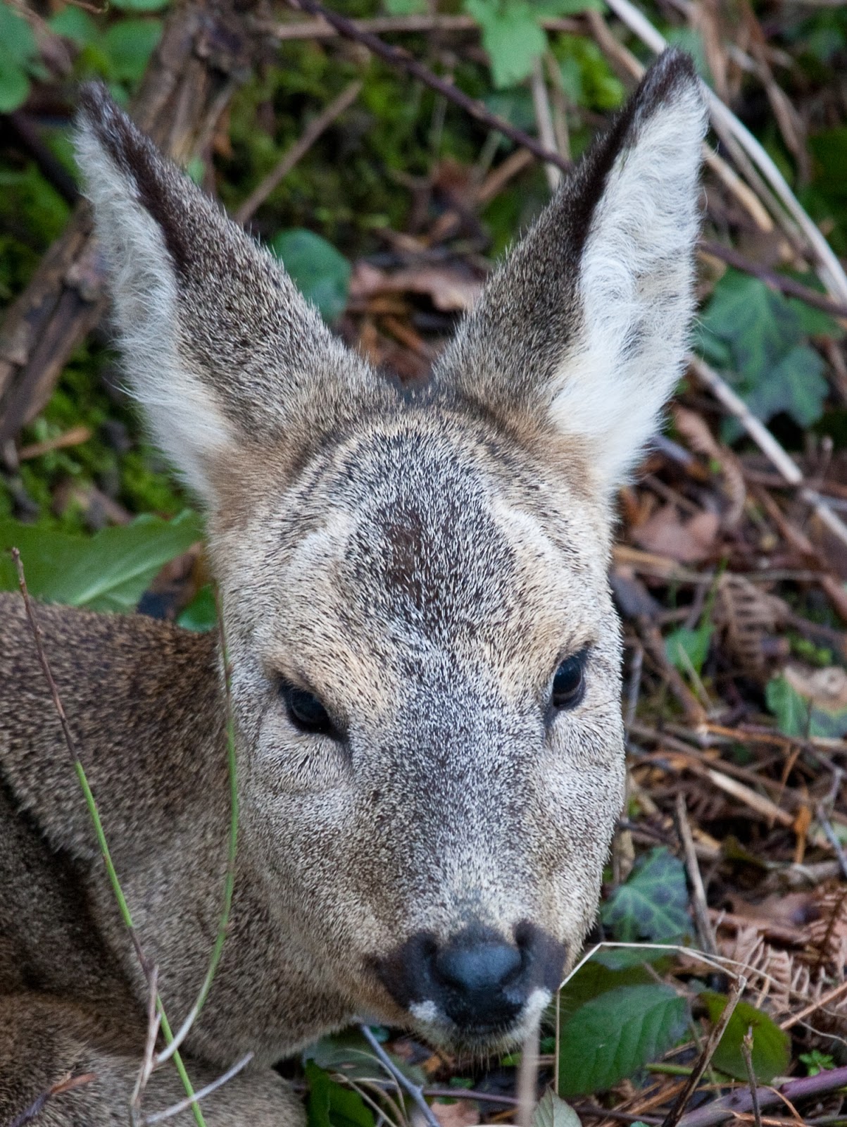 Doug Mackenzie Dodds - Images | The most beautiful wild mammal in Britain?