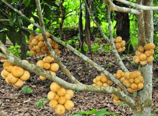 Jual Bibit Pohon Duku Bos Tanaman Com