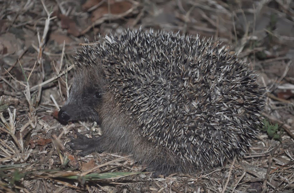 ZOOTOGRAFIANDO (6.100 ANIMALS): ERIZO COMÚN / EUROPEAN HEDGEHOG ...