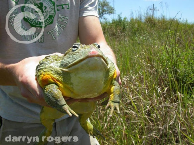 KATAK LEMBU ATAU KATAK BANTENG (BULLFROG) LOKASI JAKARTA : Bullfrog ...