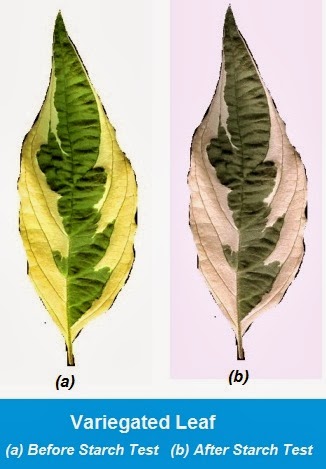 CBSE Class 10th Science | Chapter 6. Life Processes | Solved Exercises ...