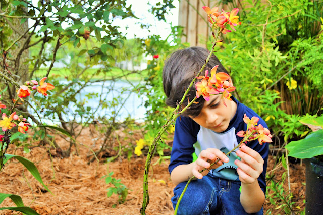 The Hermit Crabs Homeschool: The Orchid Garden