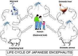 Chiragan चिरागन: A Short notes on Japanese Encephalitis (Dimagi Bukhar)