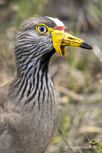 Jeff Cable's Blog: The amazing and colorful birds of Africa