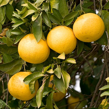 Ruby Red Grapefruit Tree Seeds - Seed Buys