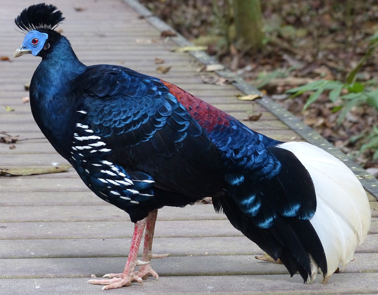 A.W.Birder: Always on the lookout for fine birds...: Some Malaysian ...